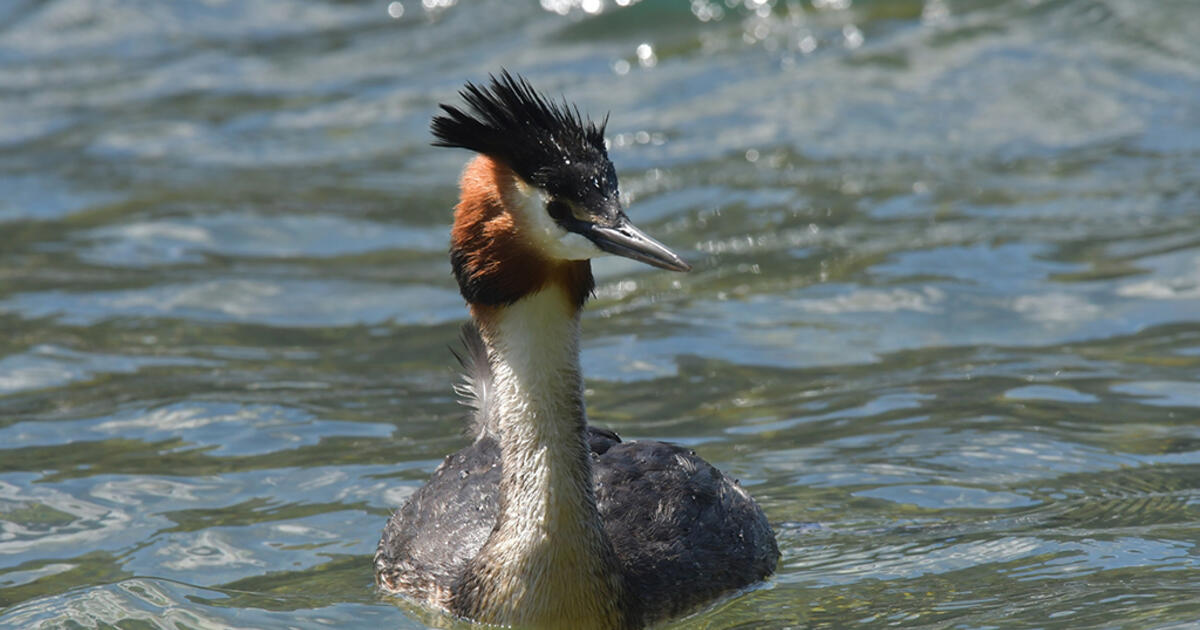 Wetland weed control helps rare native birds | Toitū Te Whenua - Land ...