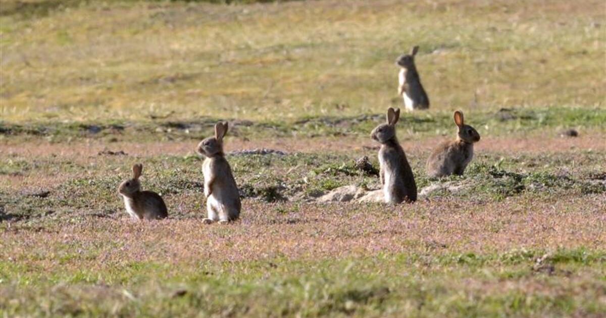Upcoming rabbit control – Lake Dunstan | Toitū Te Whenua - Land ...